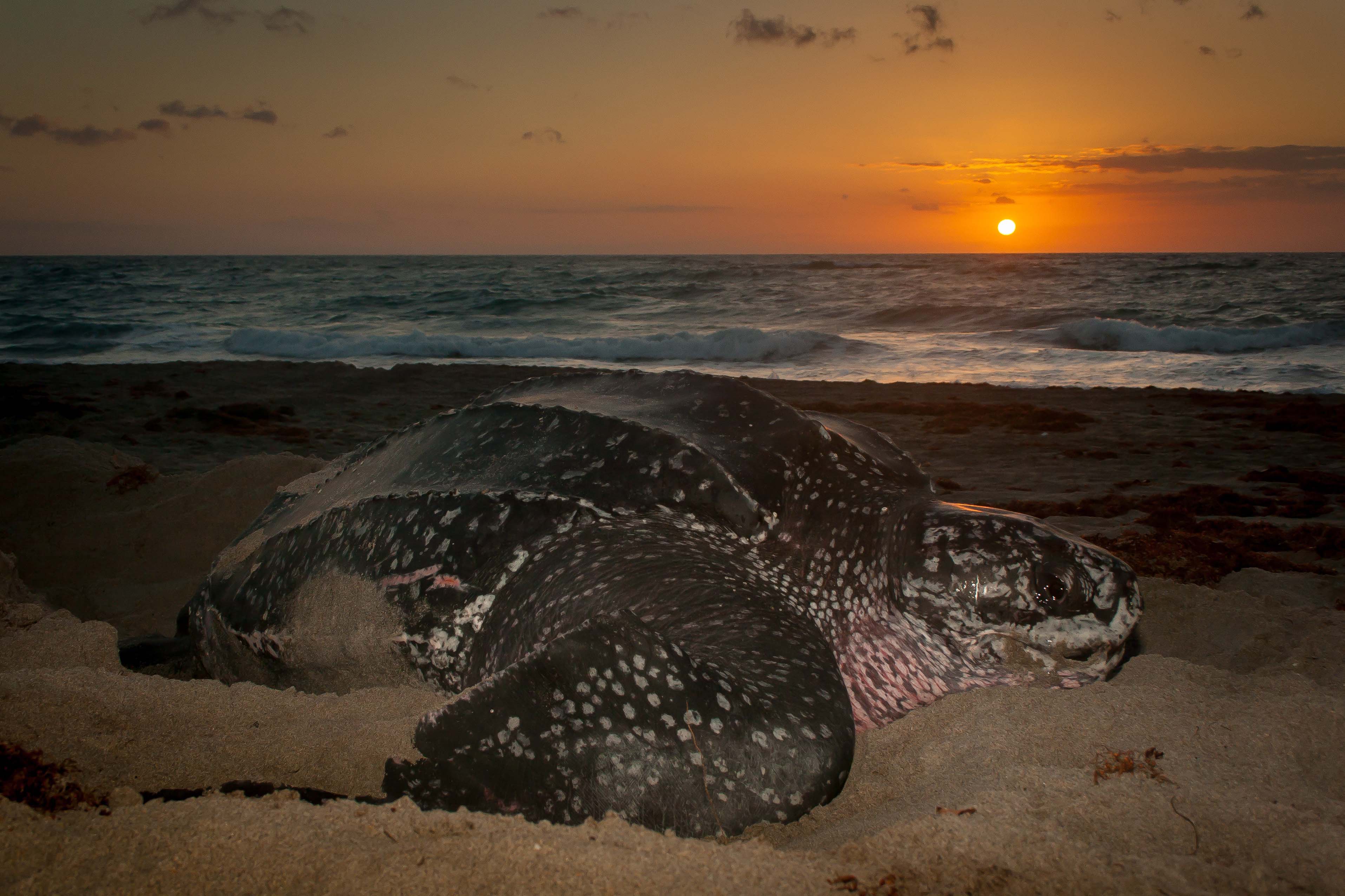 Home Page - ERM Sea Turtle Tracking System